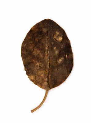 Mutton bird tree leaf - Tauranga Heritage Collection