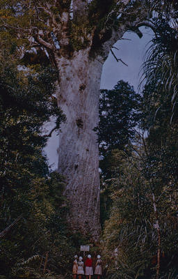 Slide, Tane Mahuta, Waipoua Forest - Tauranga Heritage Collection