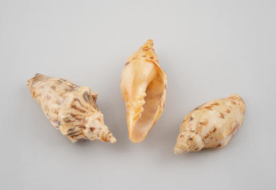 Arabic Volute Shells - Tauranga Heritage Collection