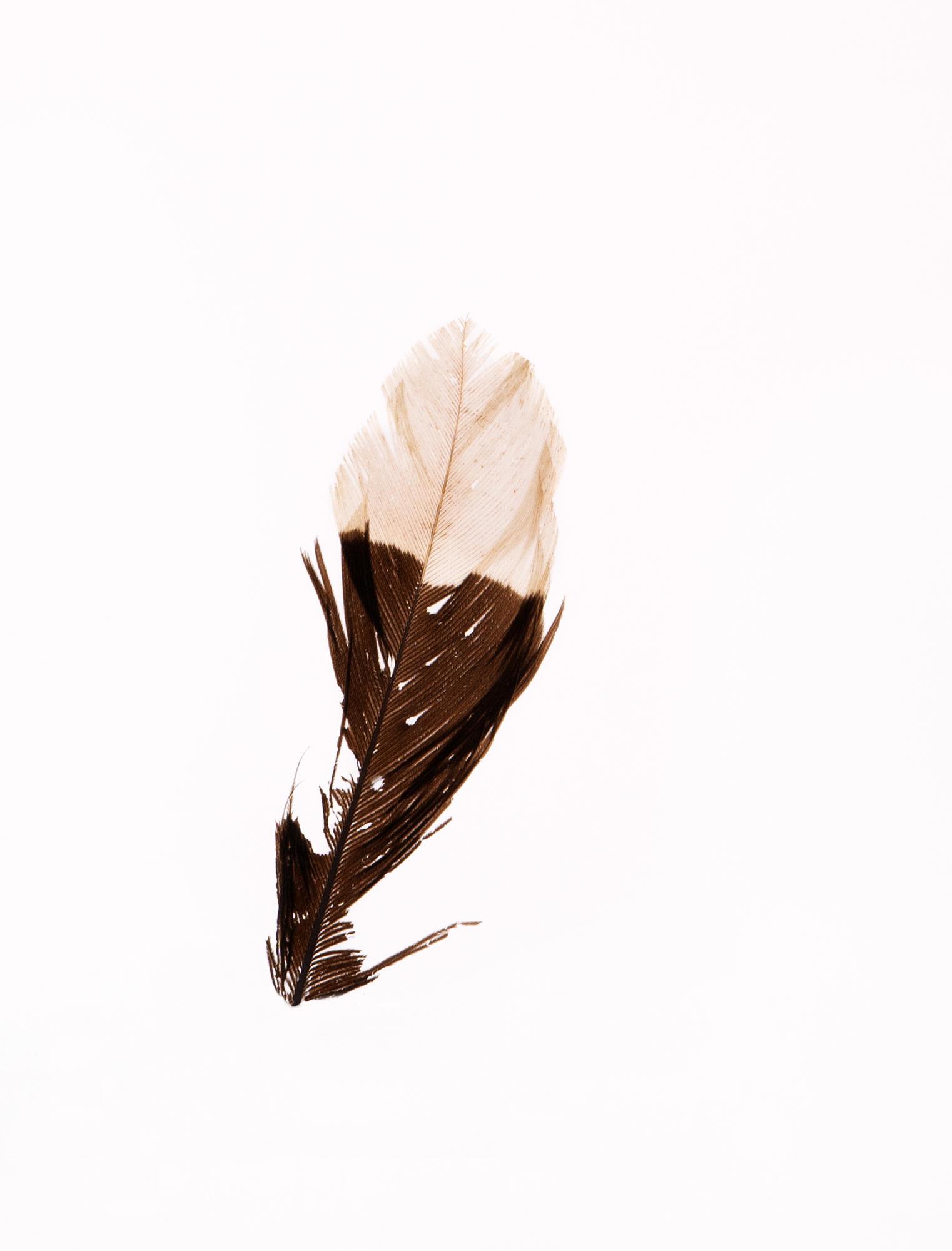 Huia Feather - Tauranga Heritage Collection