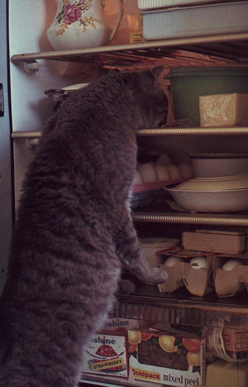 Slide, Cat - Tauranga Heritage Collection