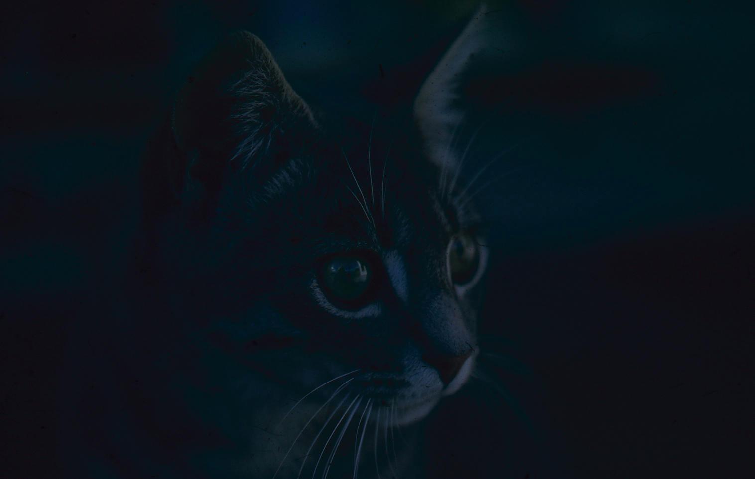 Slide, Cat - Tauranga Heritage Collection