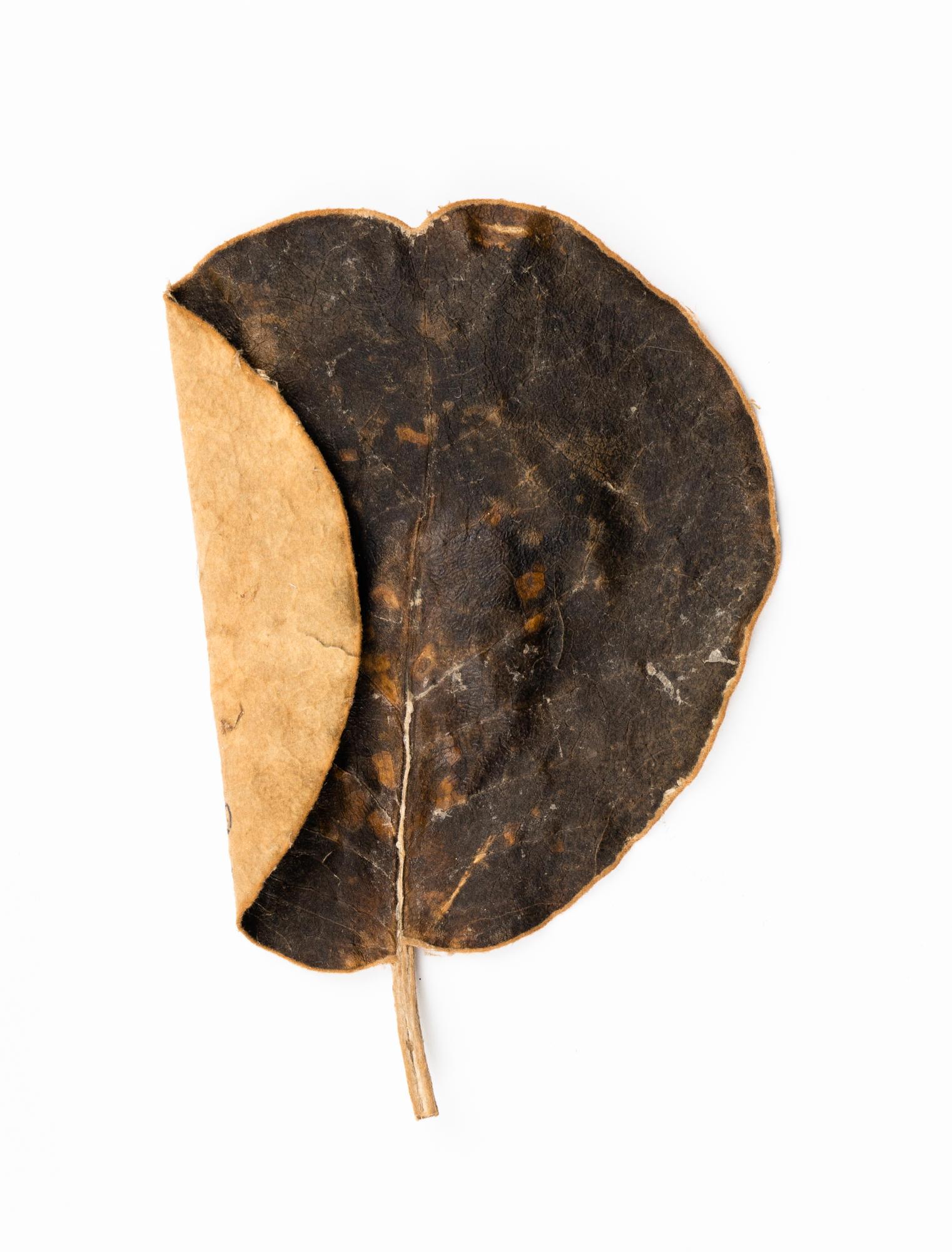 Mutton bird tree leaf - Tauranga Heritage Collection