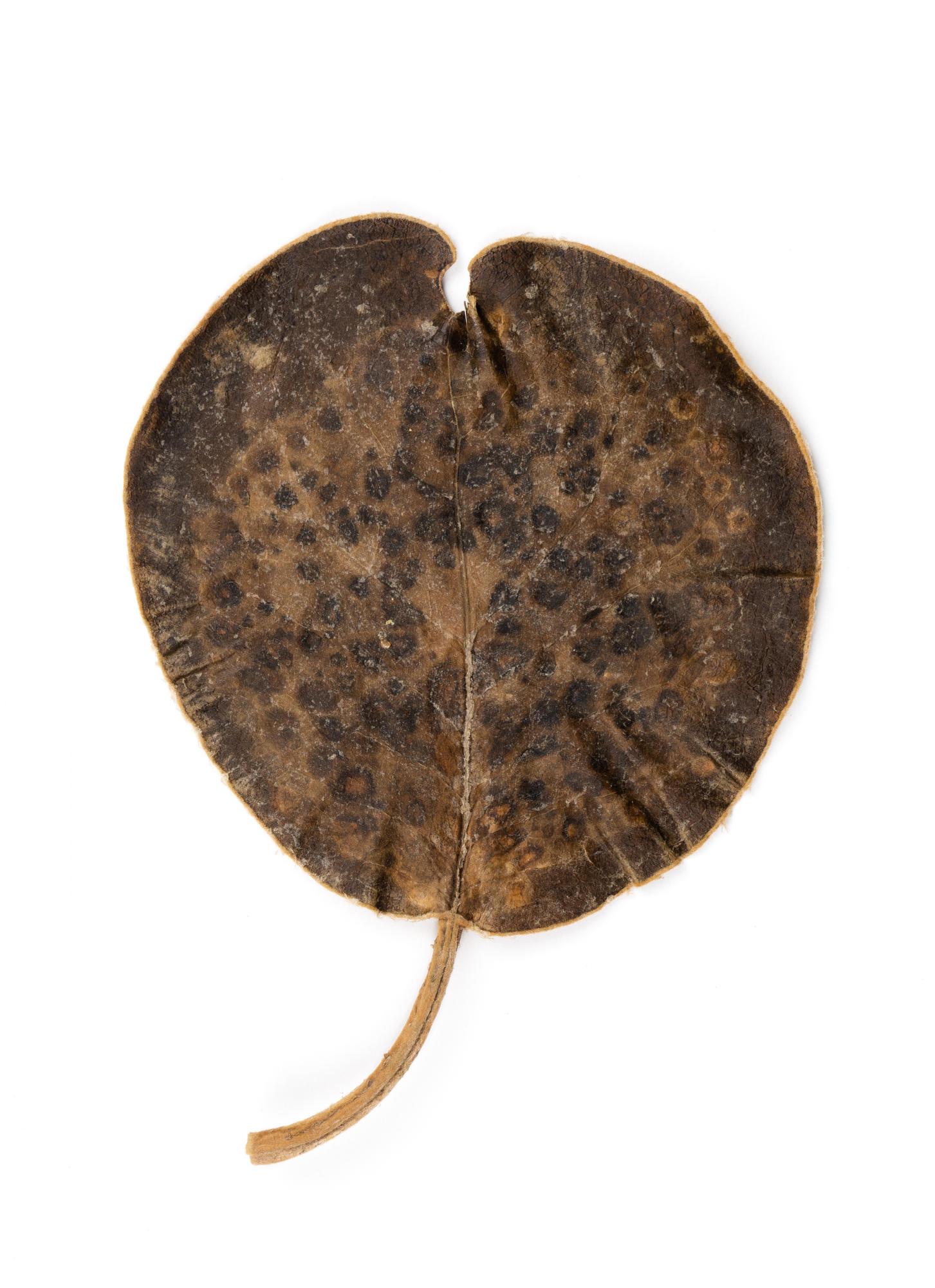 Mutton bird tree leaf - Tauranga Heritage Collection