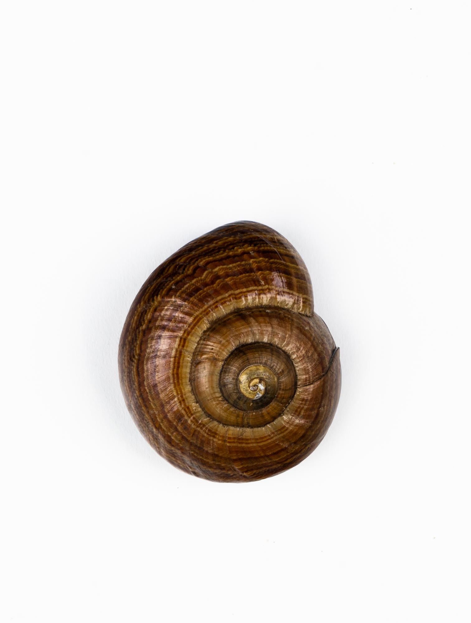 Kauri snail shell - Tauranga Heritage Collection