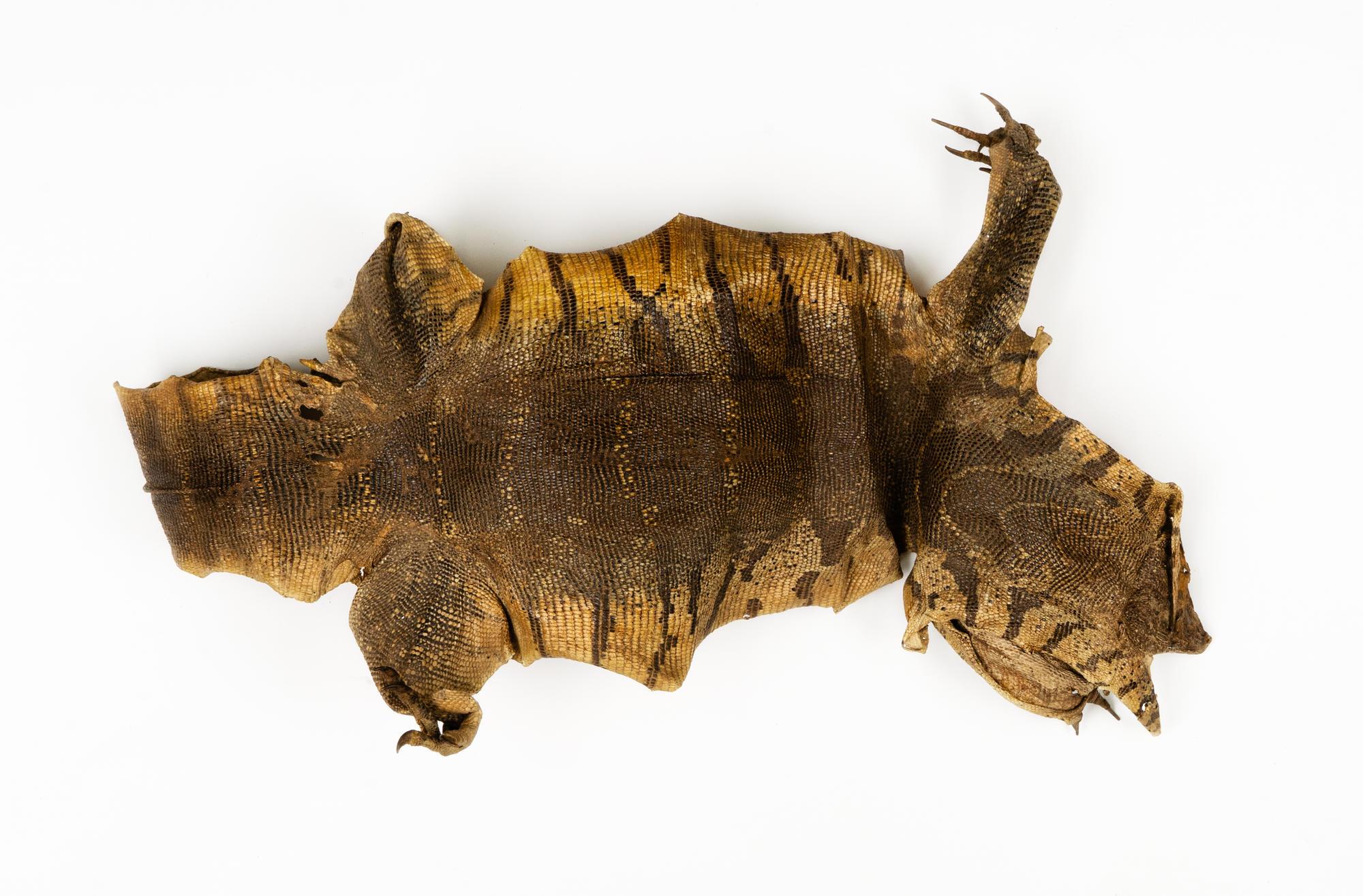 Lizard skin - Tauranga Heritage Collection