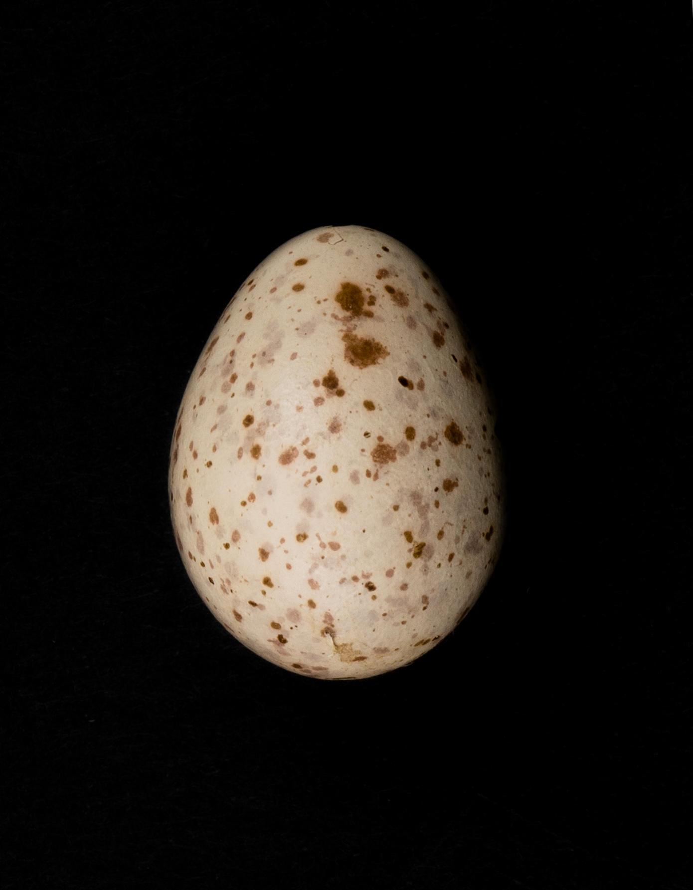 Starling egg shell - Tauranga Heritage Collection