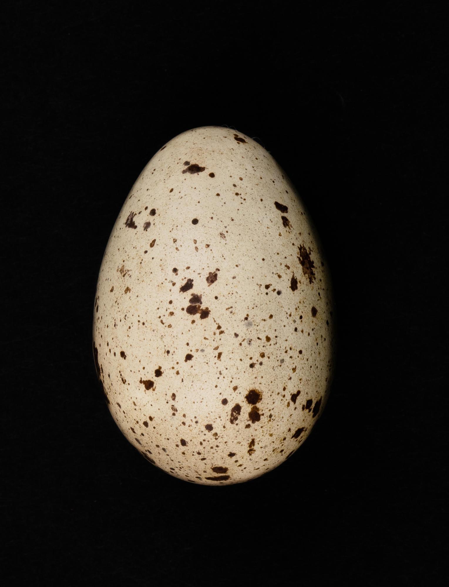 Moorhen egg shell - Tauranga Heritage Collection