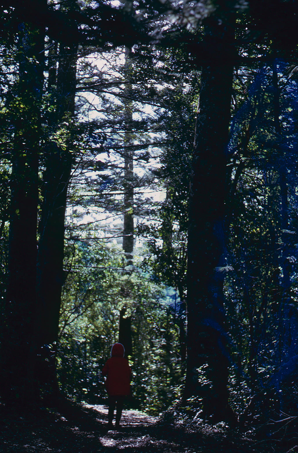 Slide, Bush track, Captain Cook Memorial - Tauranga Heritage Collection