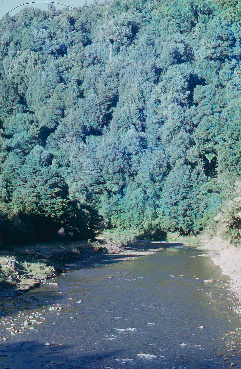 Slide, Urewera National Park - Tauranga Heritage Collection