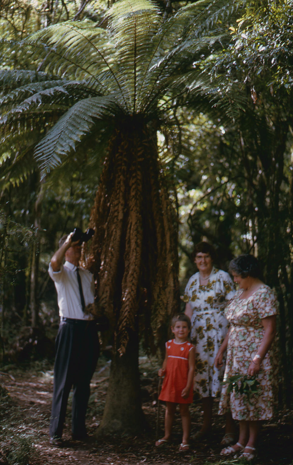 Slide, Urewera National Park - Tauranga Heritage Collection