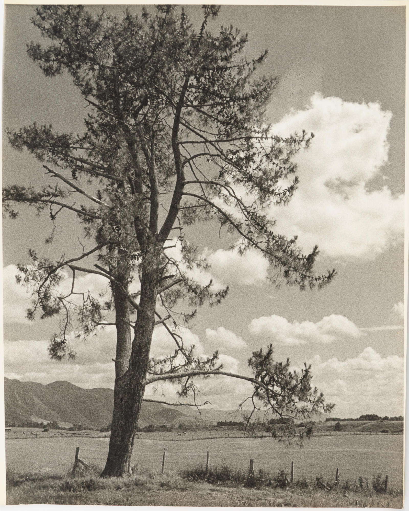 Kingston Photographic Collection, Trees - Tauranga Heritage Collection