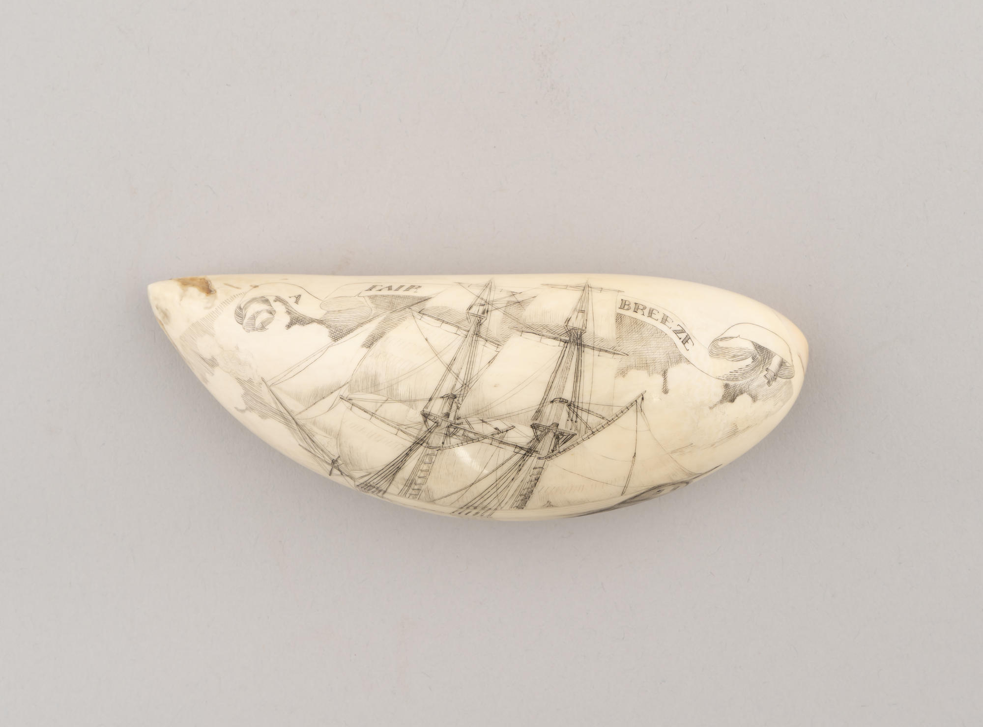Scrimshaw - Tauranga Heritage Collection