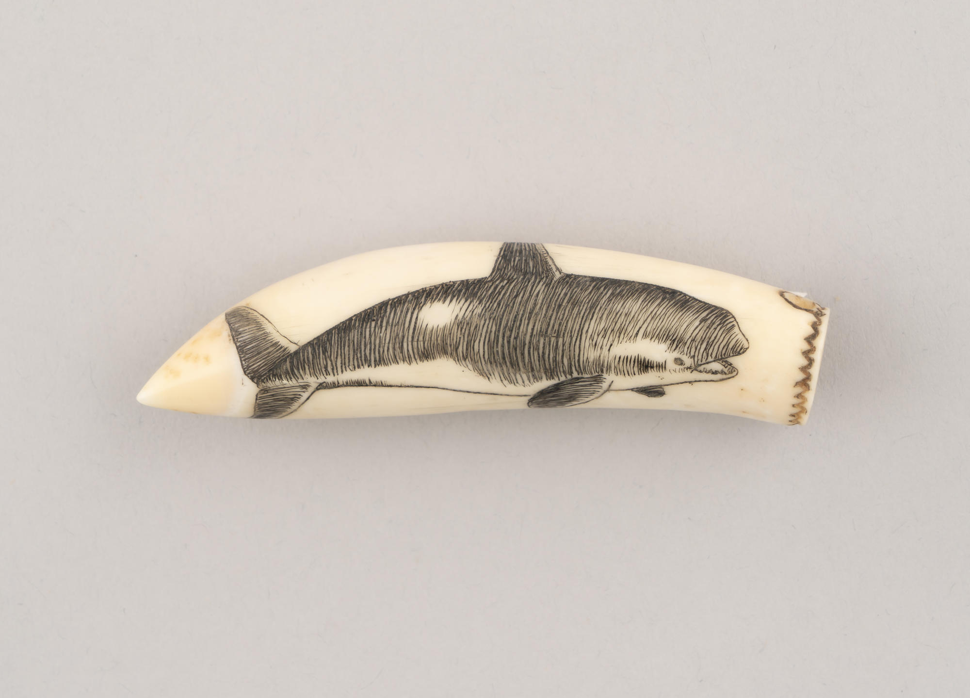 Scrimshaw - Tauranga Heritage Collection