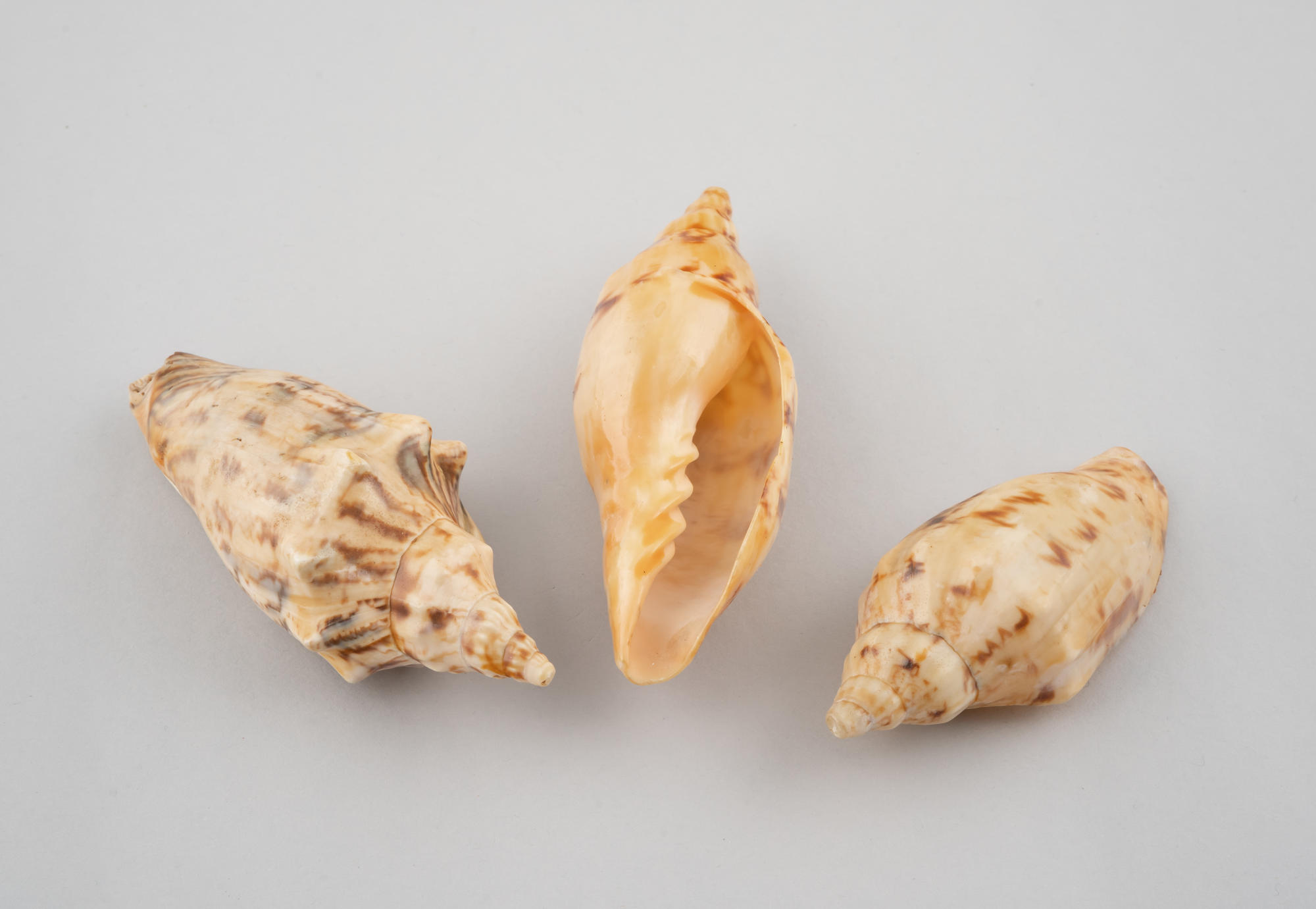 Arabic Volute Shells - Tauranga Heritage Collection