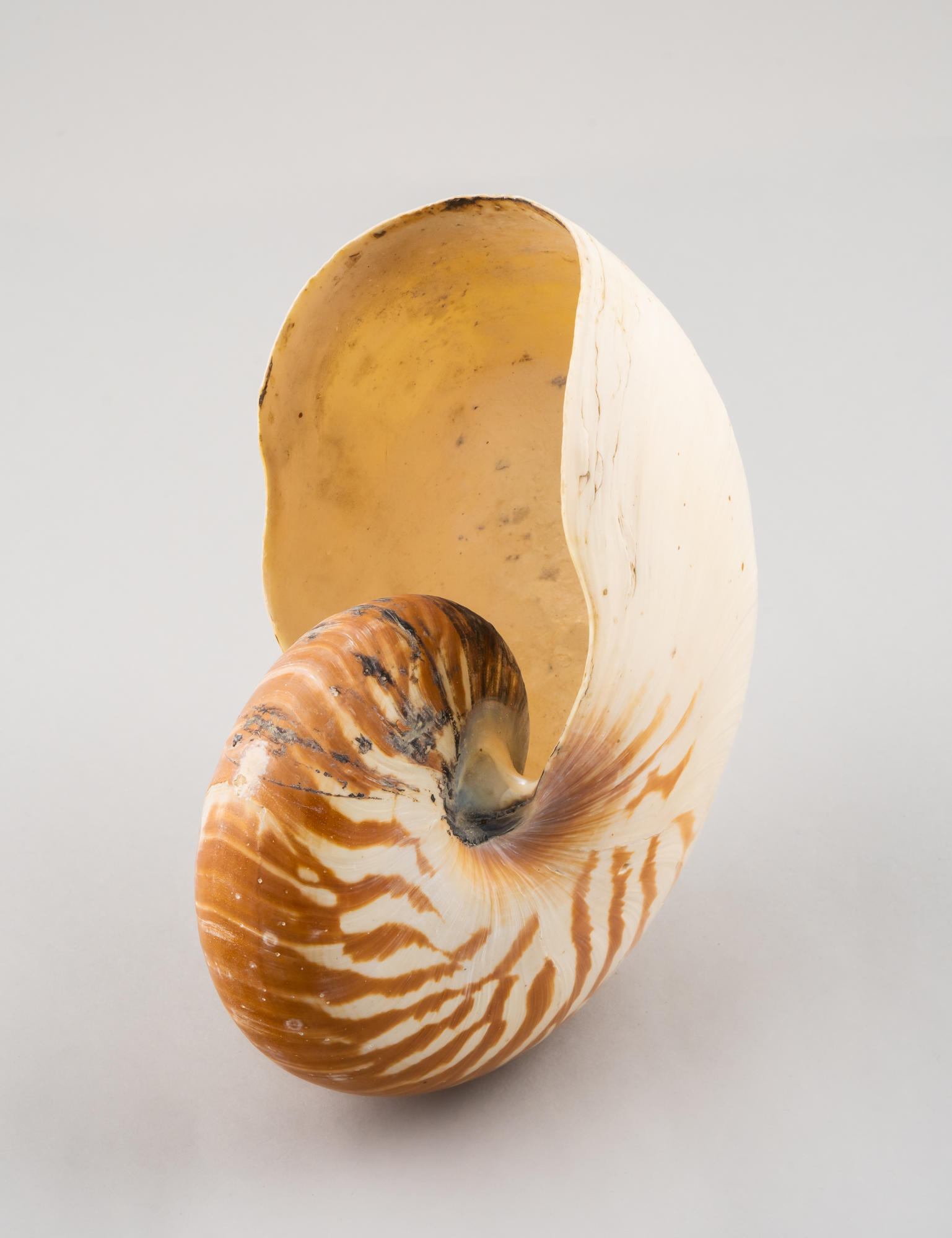 Chambered Nautilus Shell - Tauranga Heritage Collection