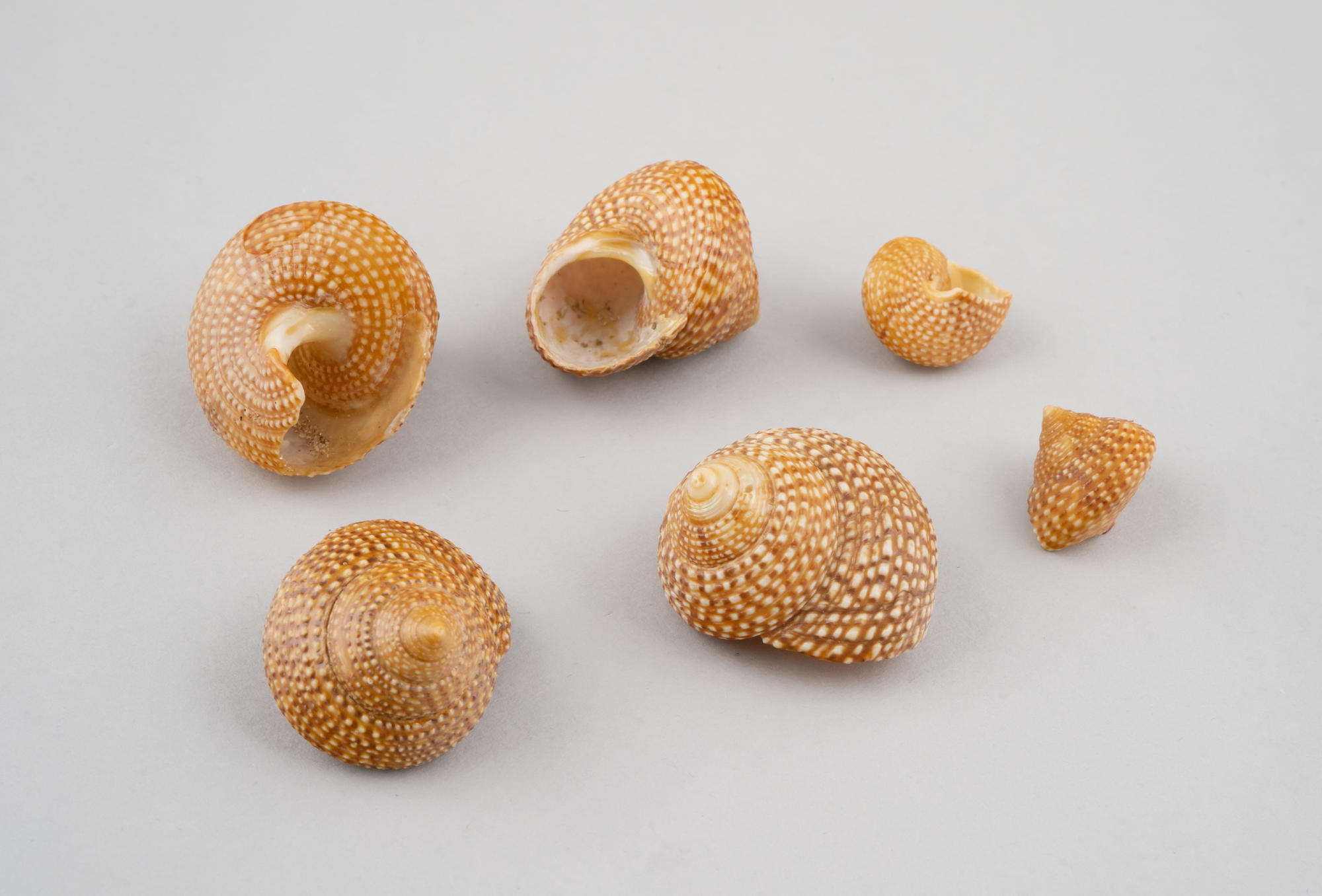 Spotted Tiger Shell - Tauranga Heritage Collection