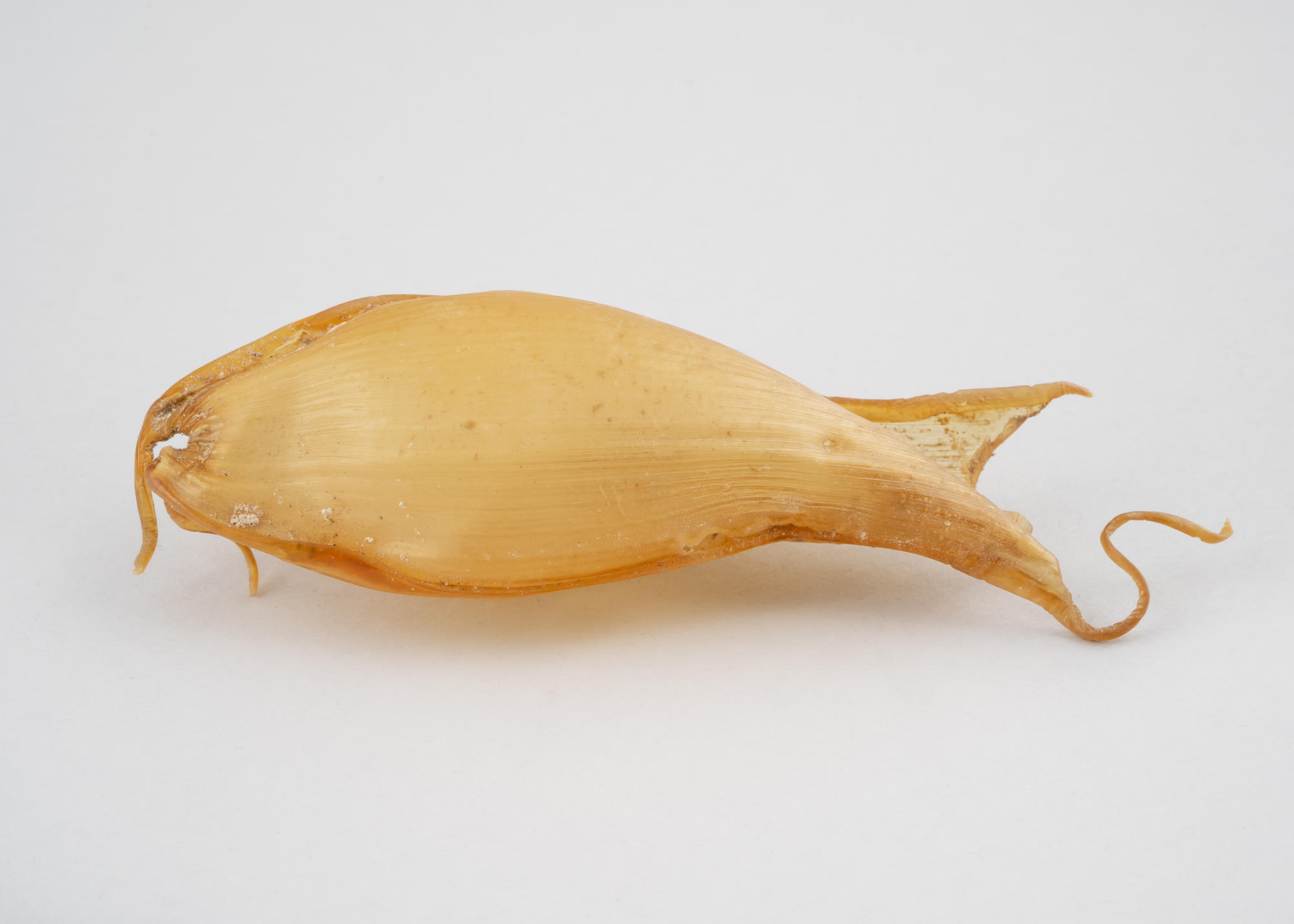 Egg Case - Tauranga Heritage Collection