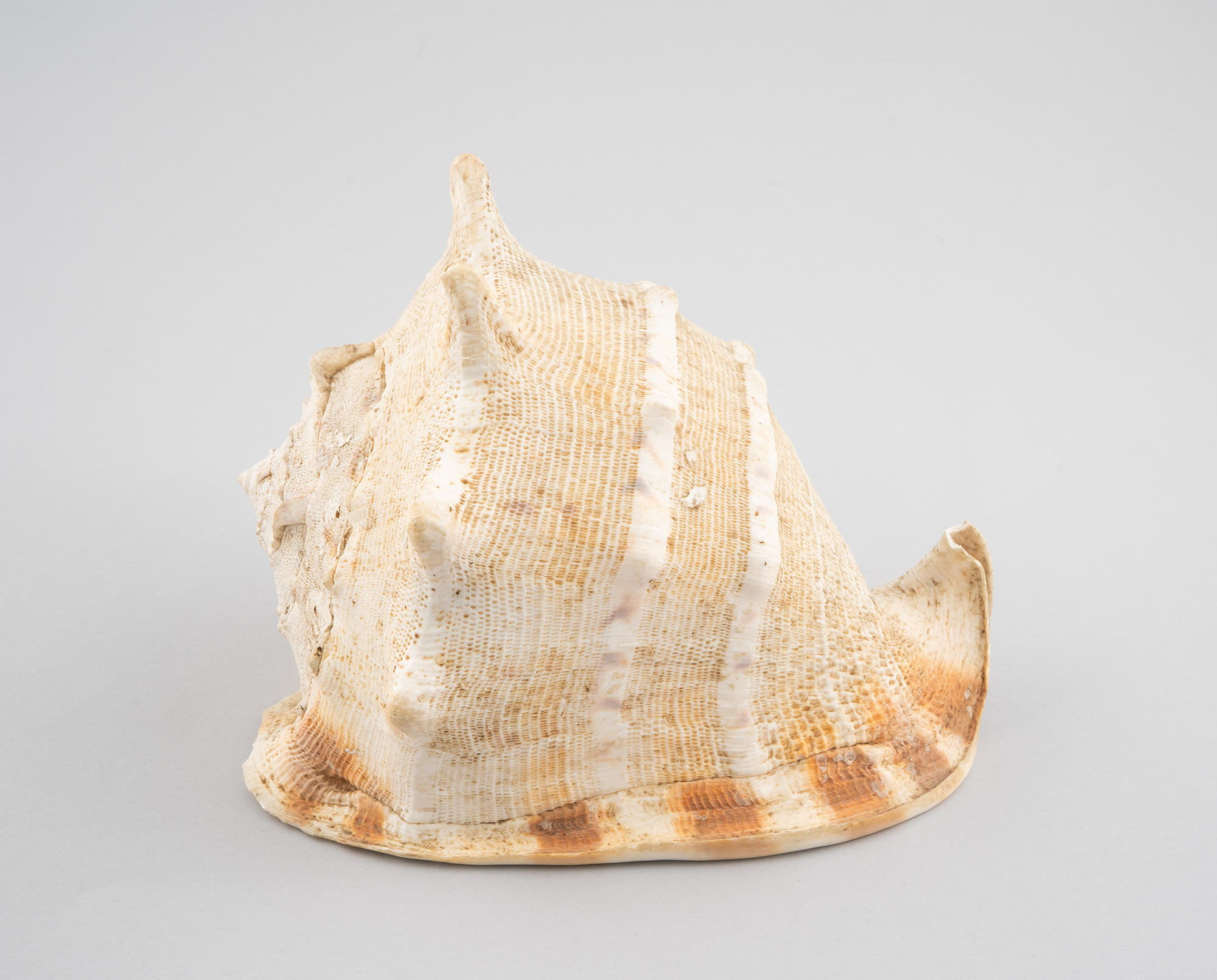 Queen Helmet Shell - Tauranga Heritage Collection