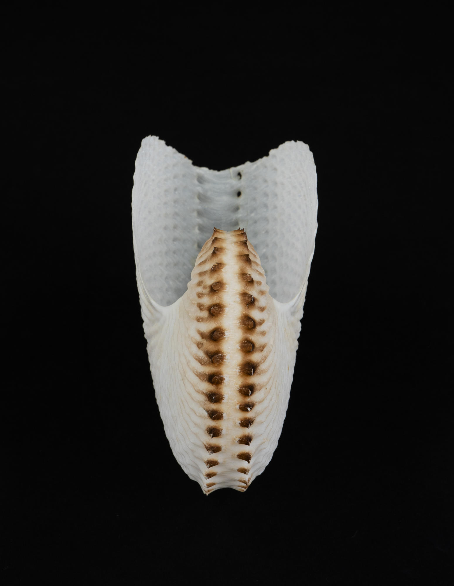 Pūpū Tarakihi (Paper Nautilus) - Tauranga Heritage Collection