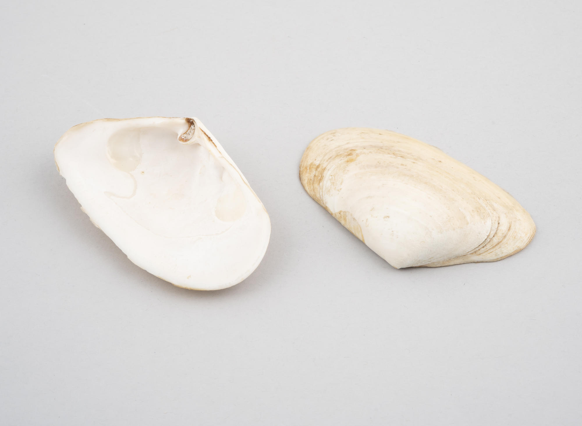 Tuatua - Tauranga Heritage Collection