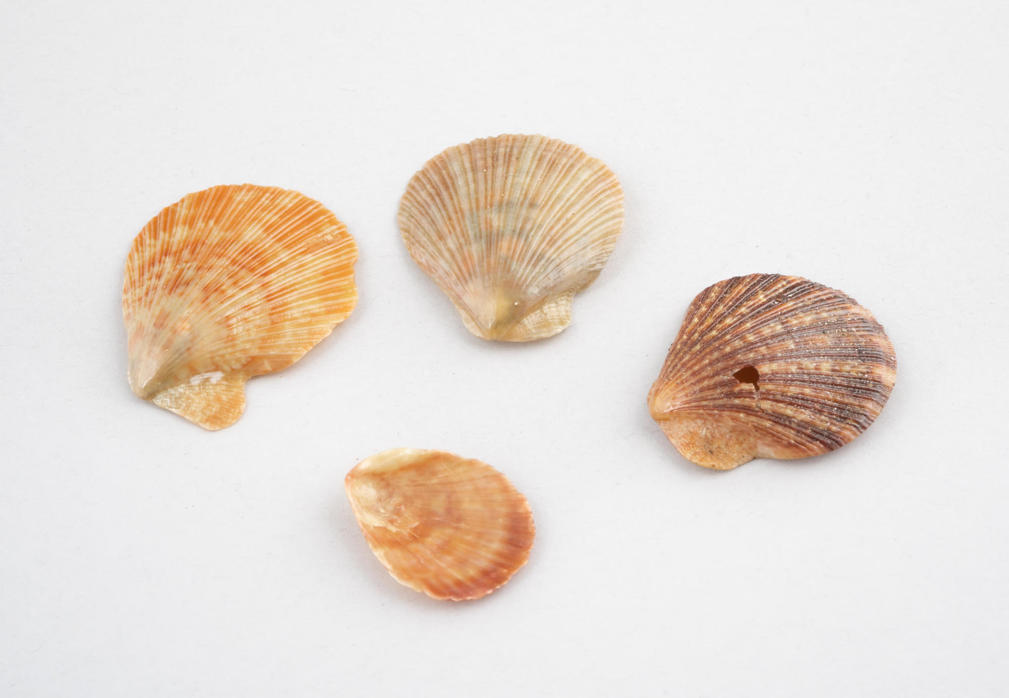 Fan Shell - Tauranga Heritage Collection