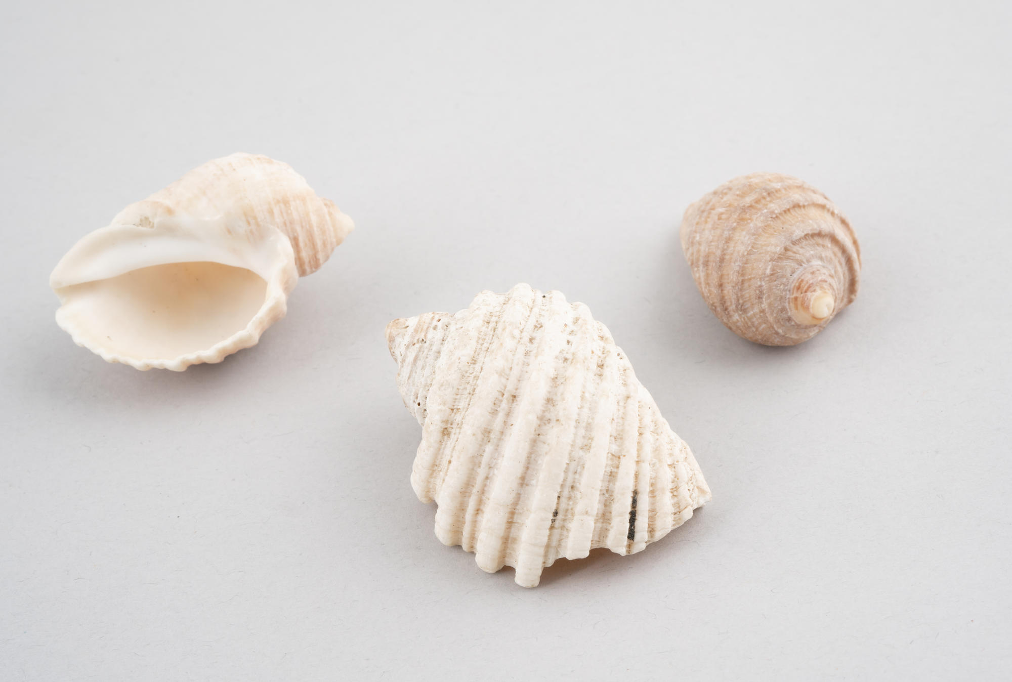 Tāwiri (White Rock Shell) - Tauranga Heritage Collection