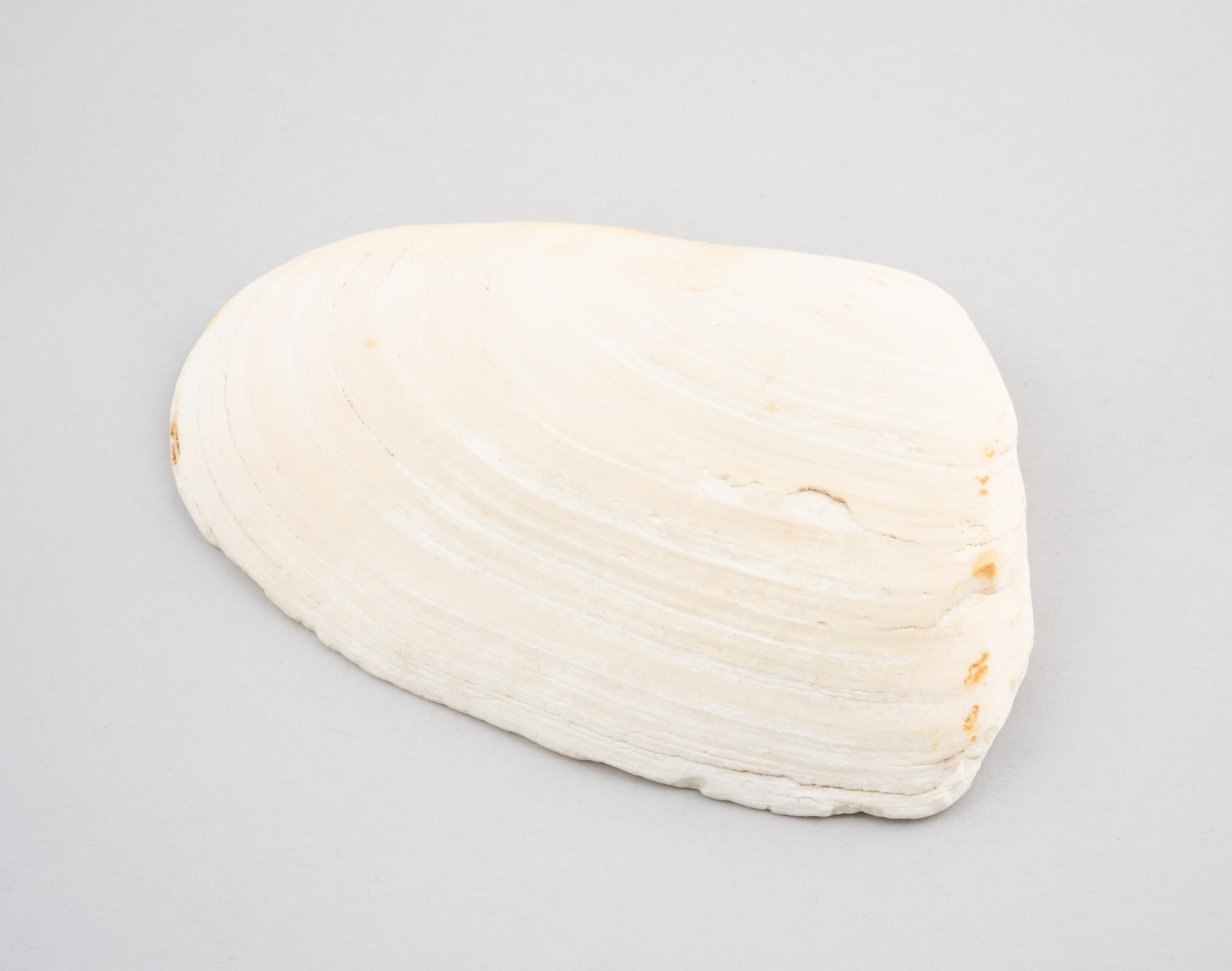 Toheroa - Tauranga Heritage Collection