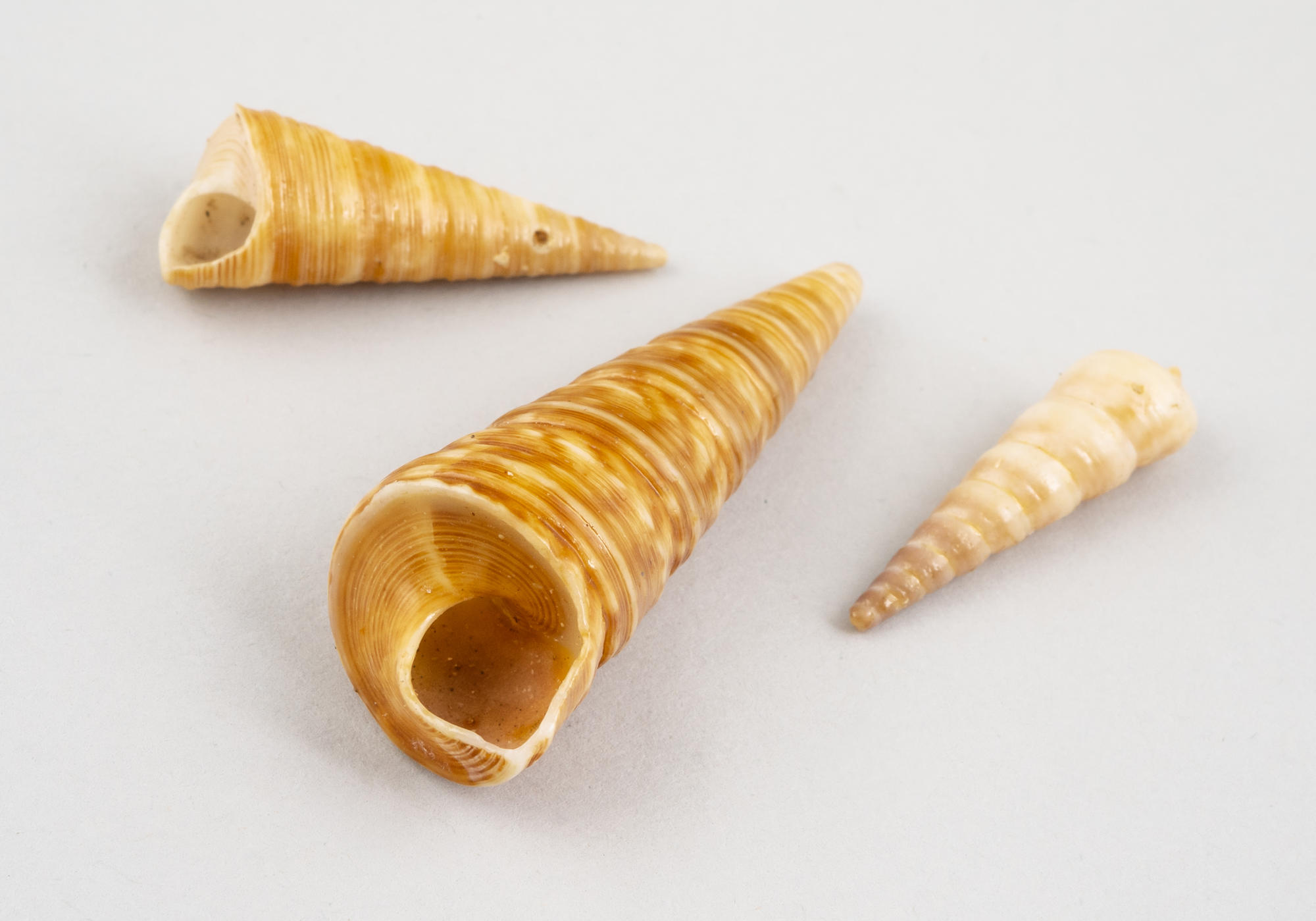 Papatai (Turret Shell) - Tauranga Heritage Collection